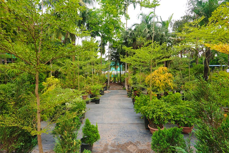 Green In The City: Build A Garden At Home With Plants From These ...