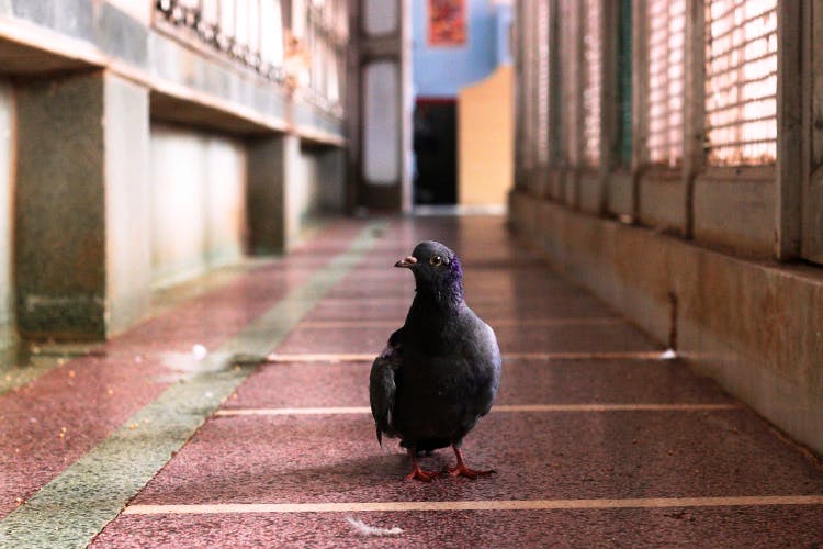 #LBBPhotoStory: This Hospital Believes Birds Should Fly Free & We Agree ...