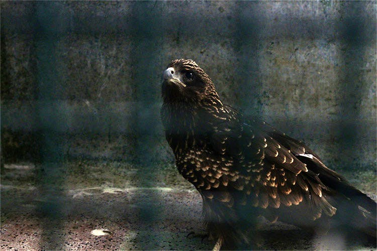 #LBBPhotoStory: This Hospital Believes Birds Should Fly Free & We Agree ...