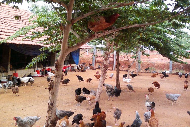 Happy Hens Farm For Organic Eggs | Little Black Book, Bangalore