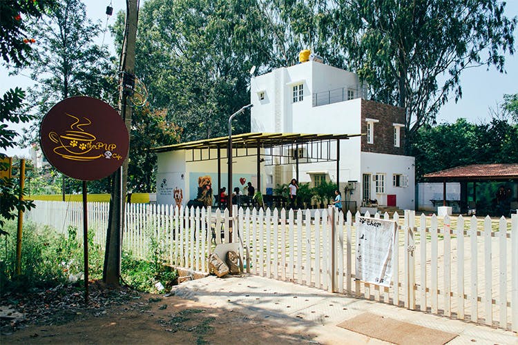 Love Dogs? Go Visit TherPup Dog Cafe In Whitefield | LBB, Bangalore
