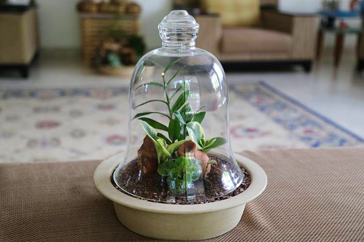 Your Green Canvas For Indoor Plants | LBB