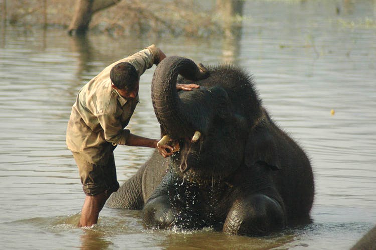 Wildlife Experiences For Kids Karnataka | LBB Bangalore
