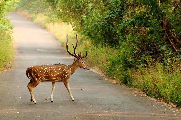 Guide To Sanjay Gandhi National Park | LBB, Mumbai