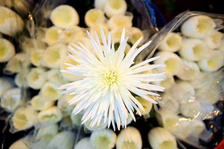 #LBBPhotoStory: Lilies And Roses Under INR 50? Only At The Dadar Flower ...